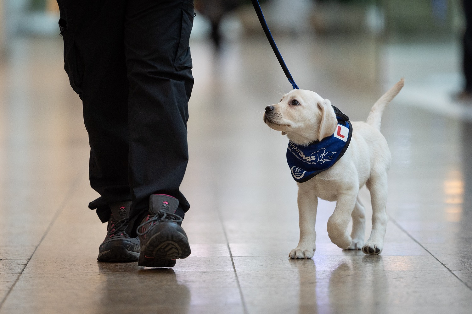 Meet Meadow- the latest recruit at Support Dogs in Sheffield