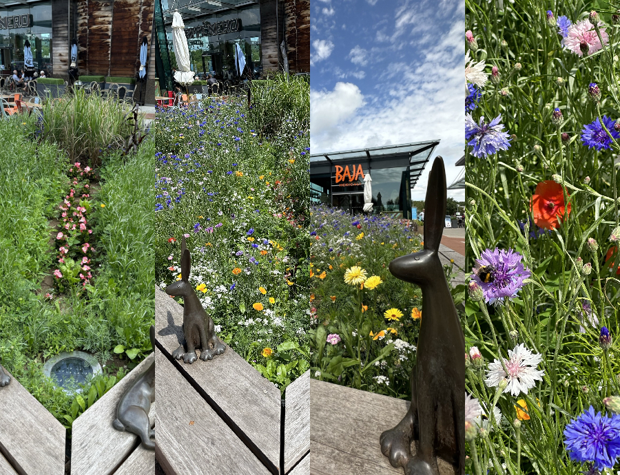Whiteley Wildflower Garden | Whiteley Shopping in Fareham | Shops ...